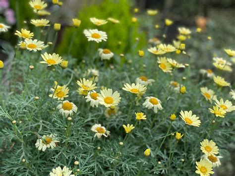 ფლორა პლიუსი 🌺🌸🌼მალე გაზაფხული მოვა🌸🌼🌺 🌺🌼🌸ჩვენი ეზოს