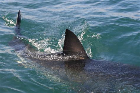 White Whale Shark Dorsal Fins Majestic Great White Shark Dorsal Fin