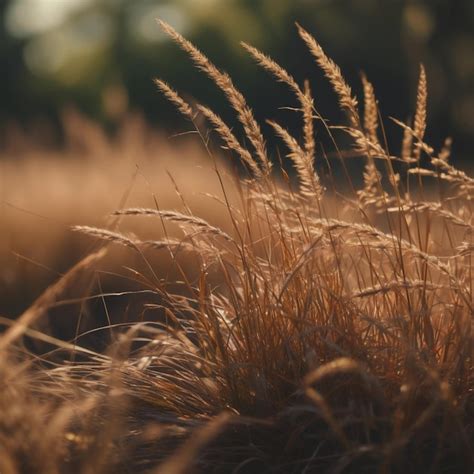 Brown Grass Premium Ai Generated Image