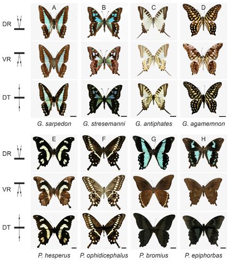 Butterfly Wing Translucence Enables Enhanced Visual Signaling
