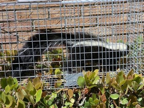 Skunk Humane Wildlife Removal