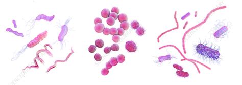Different Bacterial Shapes Illustration Stock Image F0365026 Science Photo Library