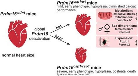 Prdm16 Mutation Affects Sex Specific Cardiac Metabolism Metabbot Metabolomics Posted On The
