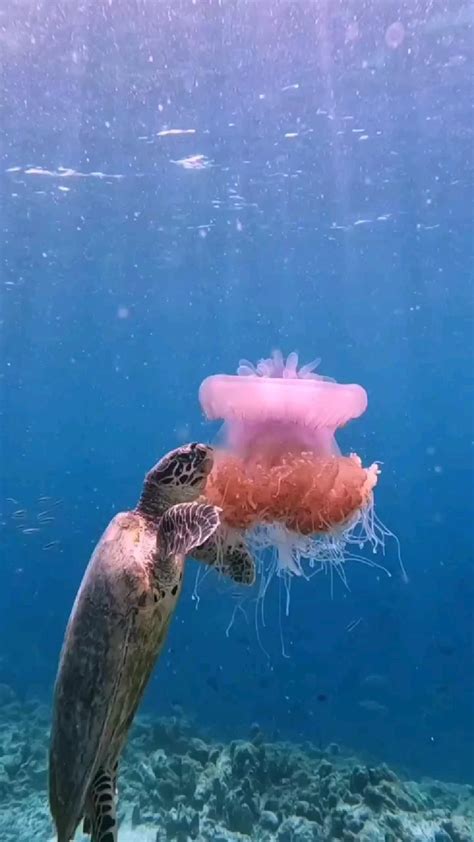 Big Sea Tutle Eat Huge Jellyfish Deap Blue Ocean Water Reef Artofit