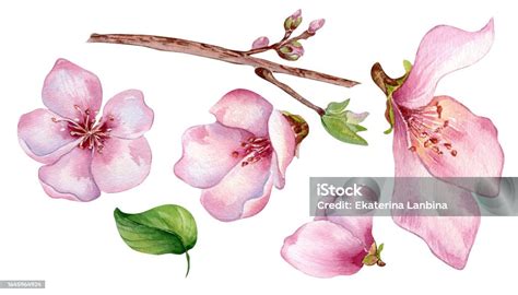 복숭아 나무 수채화 그림의 분홍색 꽃 세트는 흰색으로 분리되어 있다 꽃 과일 나무 흰 꽃 손 그림 청첩장 섬유 포장 카드 포장을 위한 디자인 요소 꽃 식물에 대한 스톡 벡터