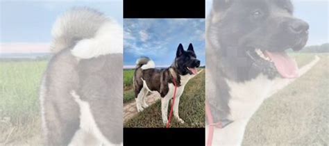 Отдам в хорошие руки Американскую акиту купить в Казани Животные и зоотовары Авито