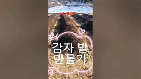 감자 밭 만들기감자밭 퇴비 밑거름감자밭 비료 Youtube