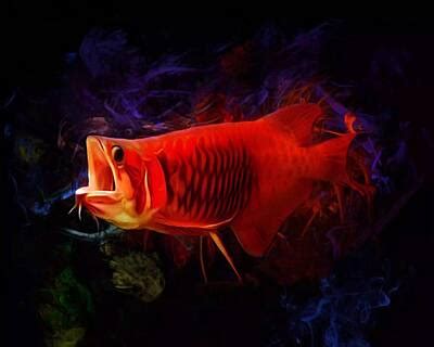 Arowana Art Prints Fine Art America