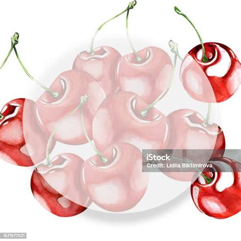 체리의 수채화 삽화 세트 꽃과 나뭇잎과 육즙이 많은 밝은 벚꽃 열매 디자인용 건강한 식생활에 대한 스톡 벡터 아트 및 기타