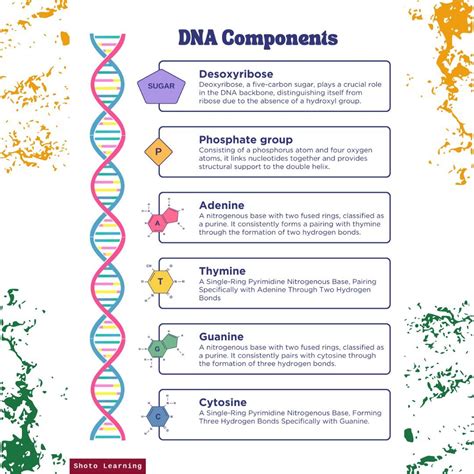Dna Structure Worksheet Engaging Exercises With Answers