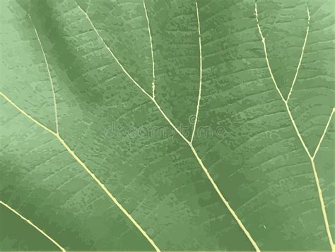 Teak Leaves Tracing Background Stock Vector Illustration Of Rough