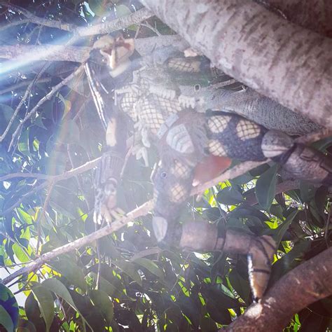 It Uses The Trees Rpredator