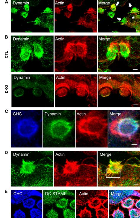 Figure 5 From Dynamin And Endocytosis Are Required For The Fusion Of