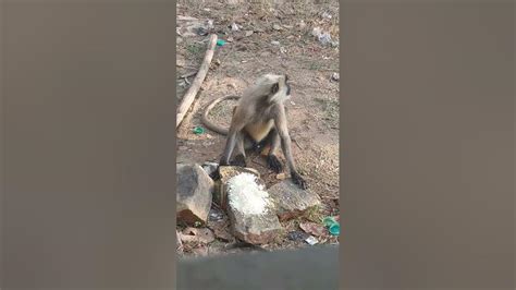 Hanuman Jee Monkey Hanuman Hanumanchalisa Viral Funny Masti