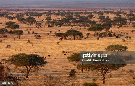Serengeti National Park Photos And Premium High Res Pictures Getty Images