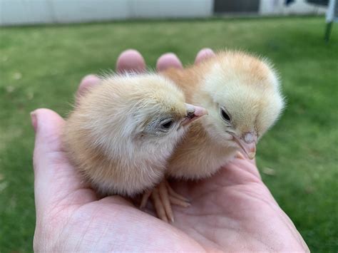 닭 병아리 계란 Pixabay의 무료 사진 Pixabay