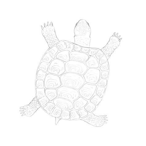 Turtle Shell Pattern Drawing At PaintingValley Com Explore Collection Of Turtle Shell Pattern