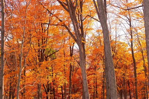 What Does A Maple Tree Look Like Types Leaves Bark Your Ultimate Guide