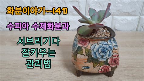 다육이 화분이야기 41 수피아 수제화분과 서브리기다 잘키우는 관리법 YouTube