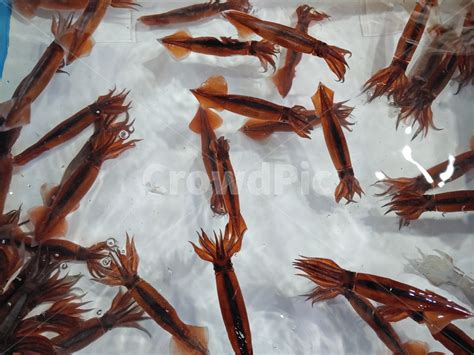 오징어 해산물 수산물 해물 생선 사진이미지일러스트캘리그라피 Space작가