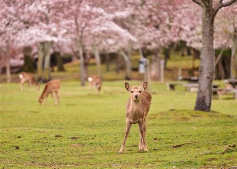 Nara Cherry Blossom Guide 10 Spots For Sakura Viewing And 2025