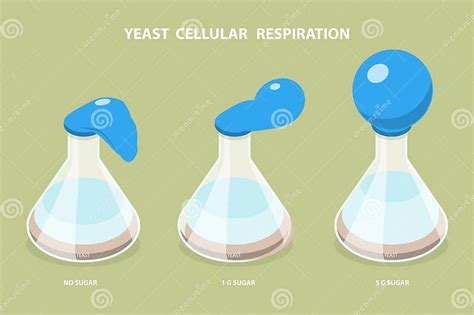 3d Isometric Flat Vector Conceptual Illustration Of Yeast Cellular