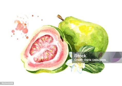 핑크 구아바 과일 구성 나뭇잎과 꽃 흰색 배경에 고립 수채화 손으로 그린 그림 0명에 대한 스톡 벡터 아트 및 기타 이미지 0명 건강한 식생활 과일 Istock