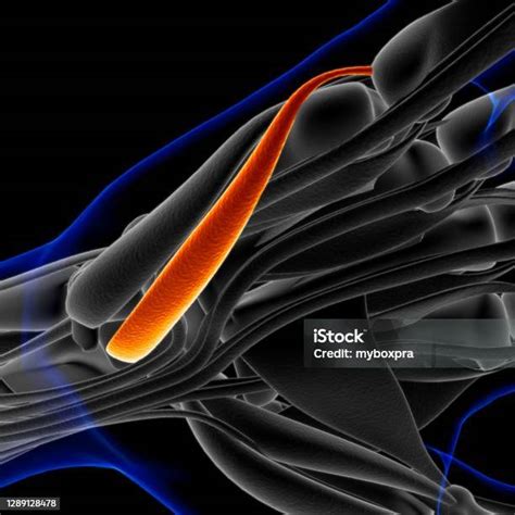 플렉스 디지티 퀸티 브레비스 근육 해부학 용 의료 개념 3d 일러스트 3차원 형태에 대한 스톡 사진 및 기타 이미지 3차원 형태 근육 사진 이미지 Istock