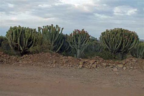 Gergera Eritrea February 15 2017