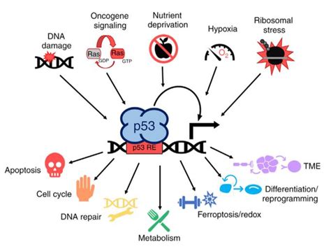 P53 Signaling Pathway And Its Inhibitors Boc Sciences