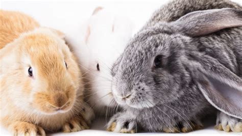 Do Rabbits Hibernate Learn How They Survive Winter Everbreed