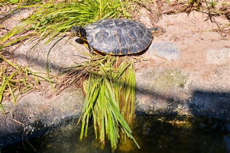 Premium Photo Trachemys Scripta Elegans Tortoise