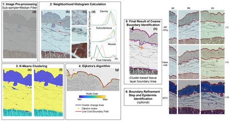 Vlachos Research Group Automating Histology Analysis With A Novel