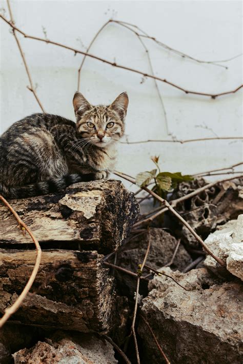 Cute Kitten Wallpaper Photos Download The Best Free Cute Kitten