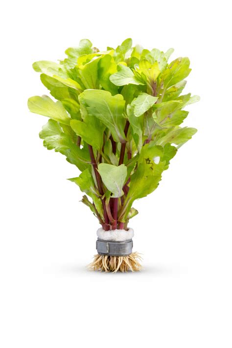 Weiss Grun Trichocoronis Rivularis