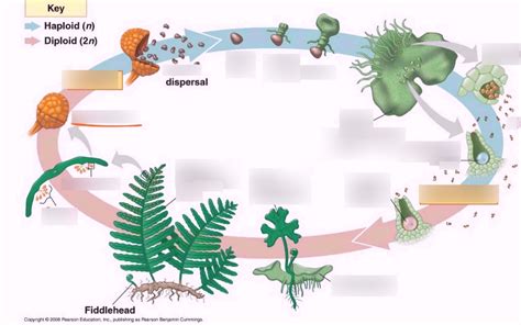 Diagram Of Fern Pterophyta Life Cycle Quizlet
