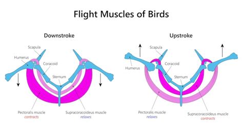 Bird Flight Muscles Premium Vector