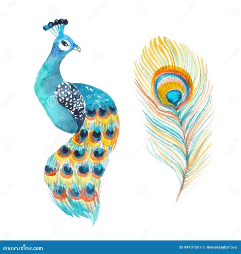 Watercolor Peacock And Feather Isolated On The White Stock