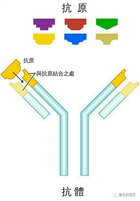 特异免疫系统的多样性机理 凤凰网
