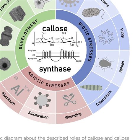 Molecular Structure And Fluorescent Dye Staining Of Callose A