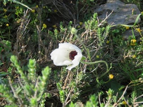 라넌큘러스 Ranunculus Asiaticus Picturethis