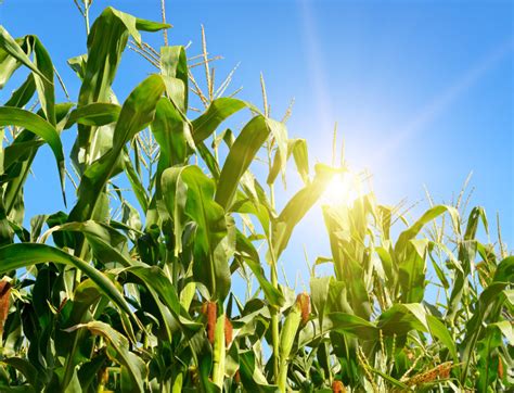 폭염에 강한 벼 밀 콩 만들자” 품종개량 유전자 교정