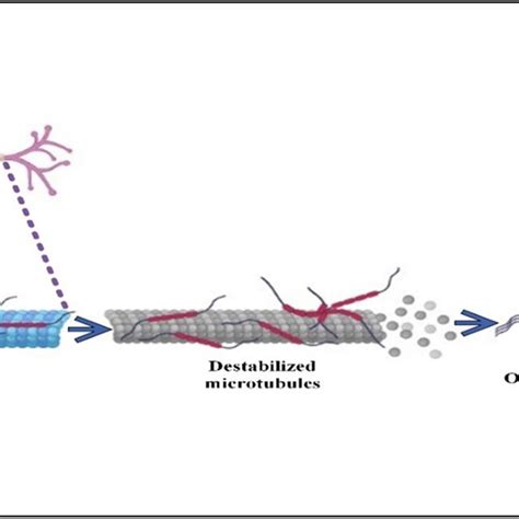 Proteoforms Of Tau Protein Six Isoforms Of Tau Protein Are Generated Download Scientific