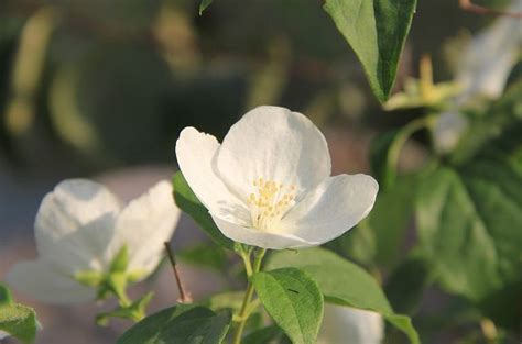 山梅花图册 360百科