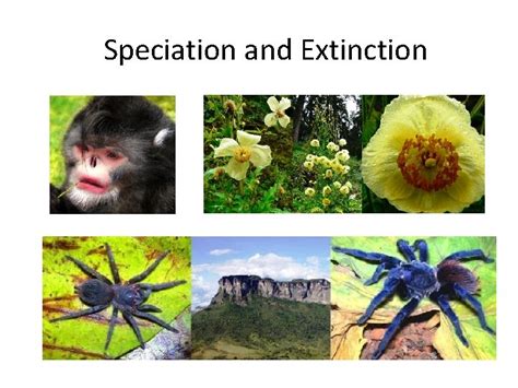 Speciation And Extinction Prefixes Suffixes And Vocabulary Genetic