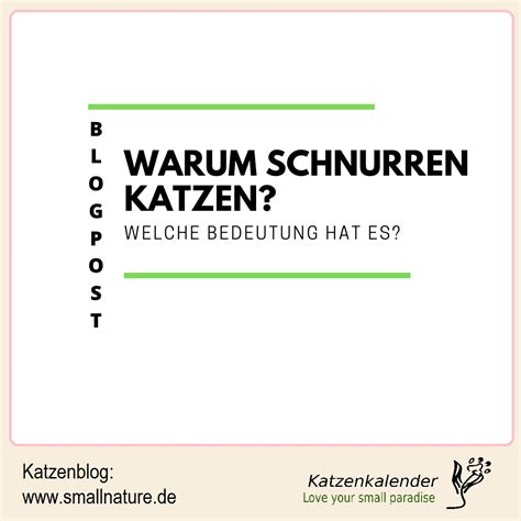 Warum And Wie Katzen Schnurren Welche Bedeutung Hat Es
