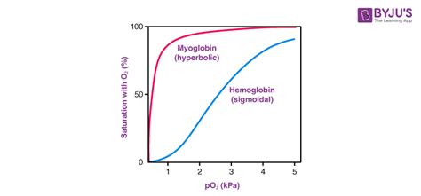 Difference Between Hemoglobin And Myoglobin