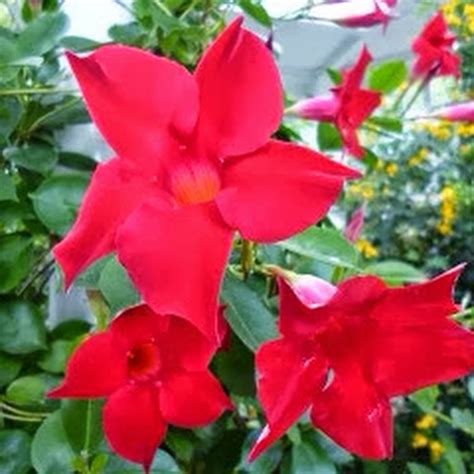 Stephanie Llewellyn Youtube