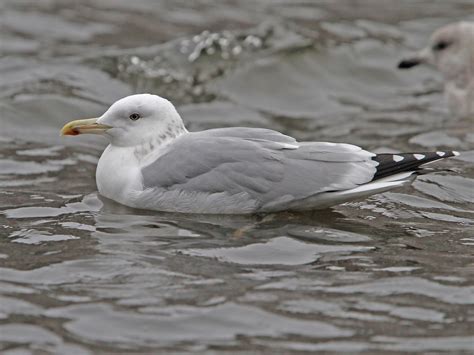 Caspian Gull Ebird