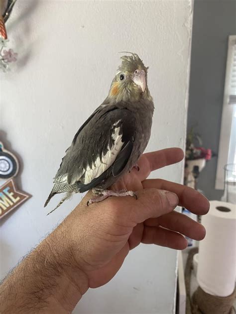 Mutationsex Rcockatiel